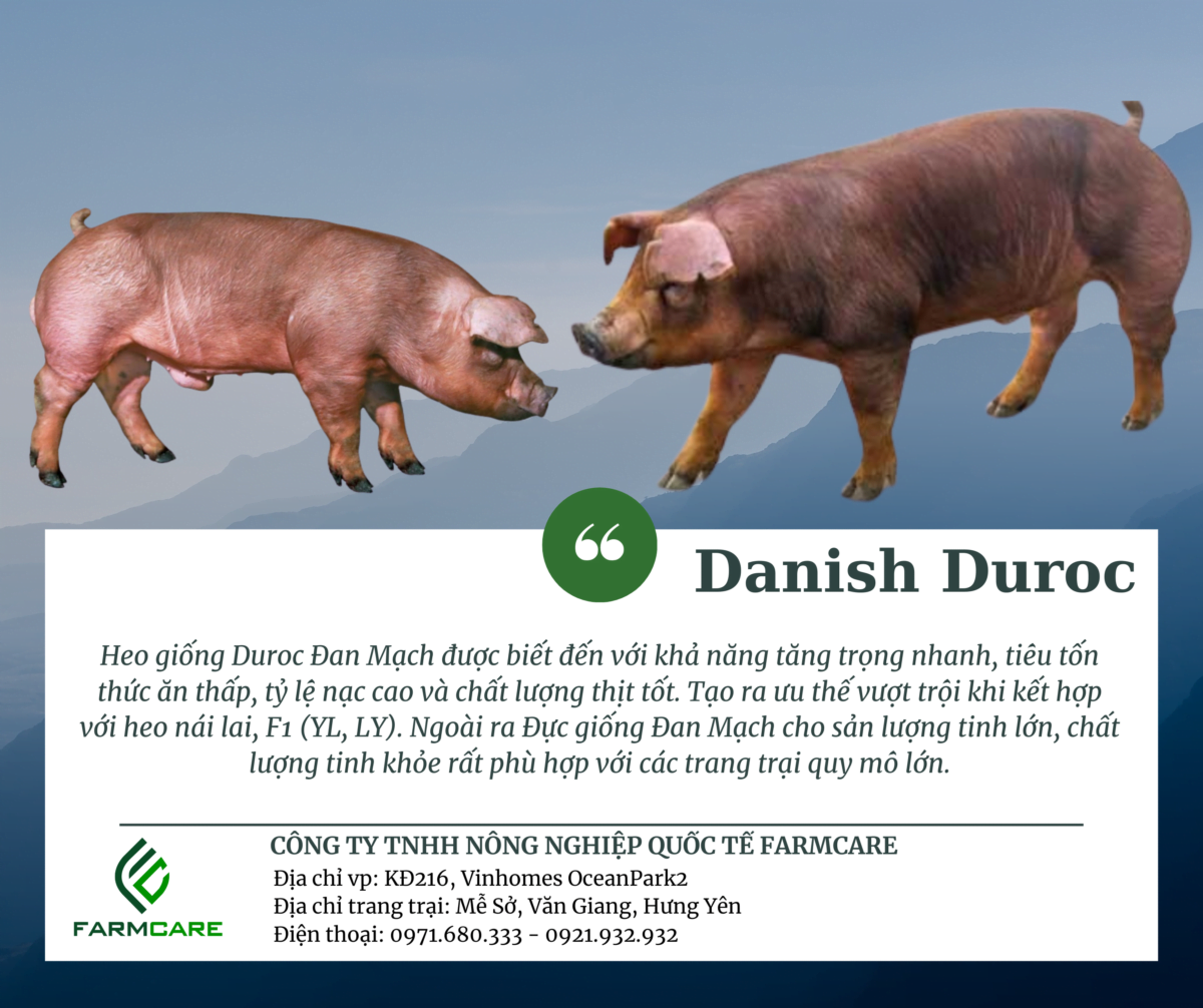 Đực DANISH DUROC - FARMCARE