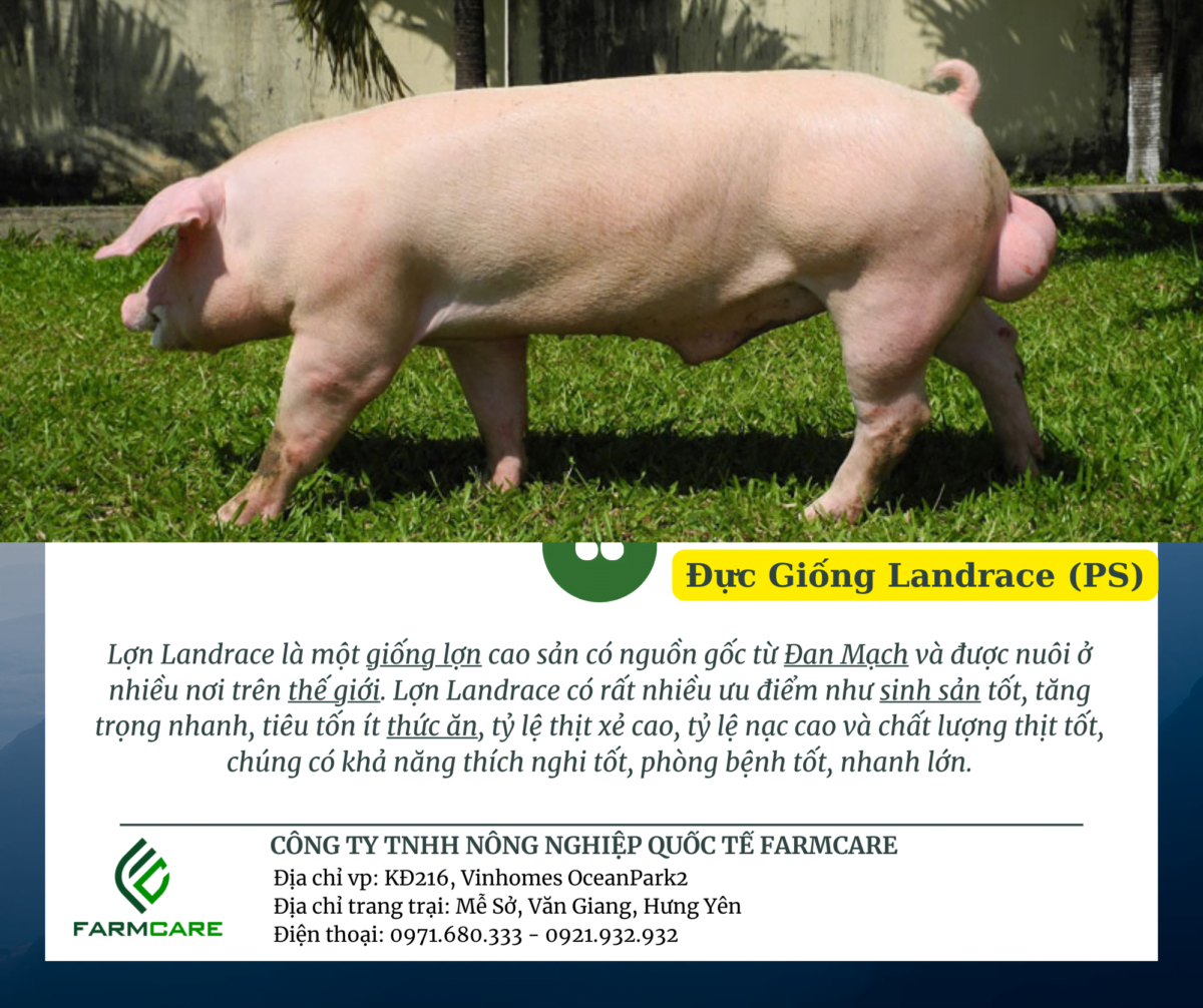 Đực Giống Landrace (GP) - FARMCARE