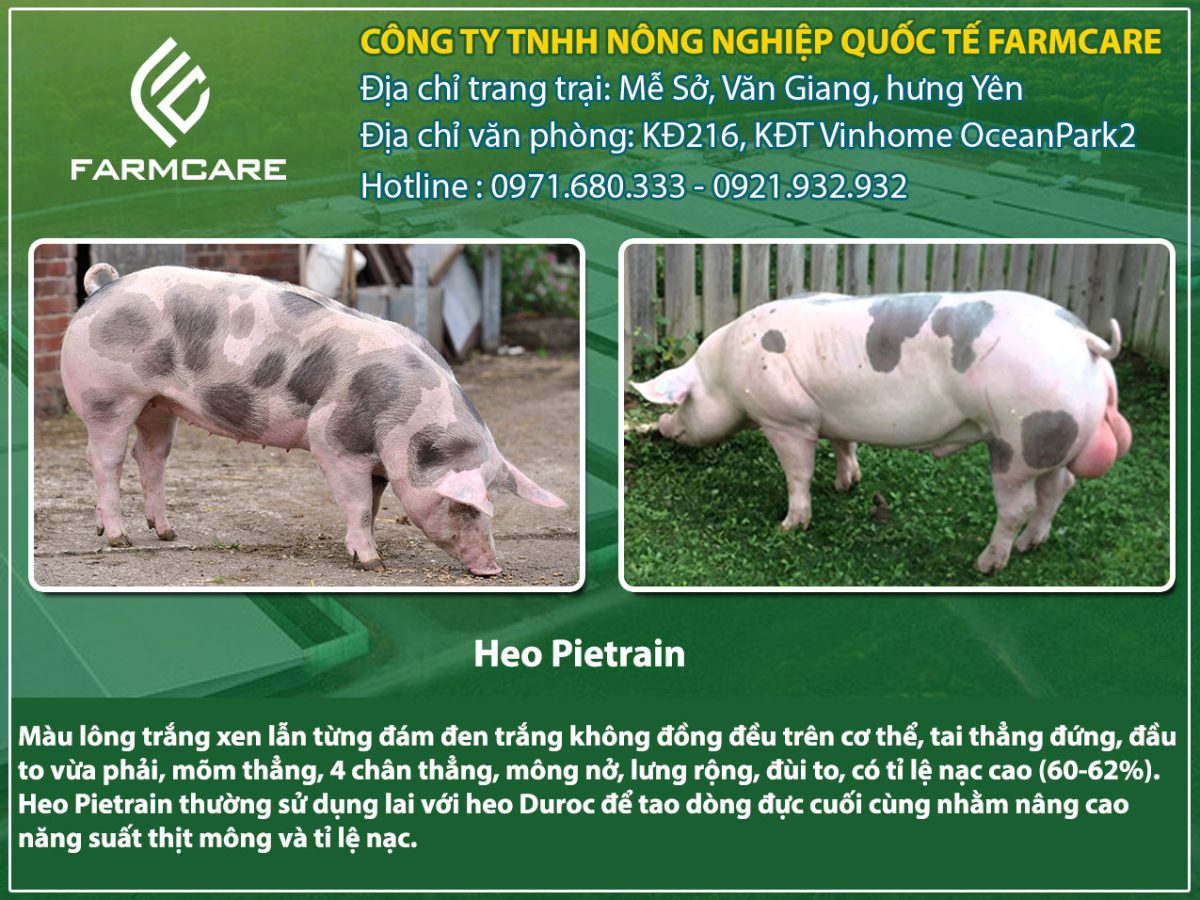 Đực Giống Pietrain (GP) - FARMCARE